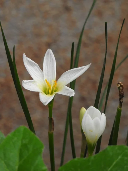 Kant kaw flower Stock Photos, Royalty Free Kant kaw flower Images ...