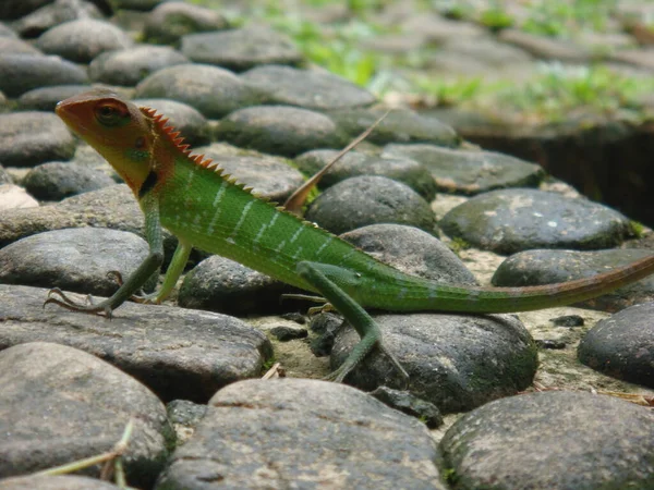 Philippines lizard Stock Photos, Royalty Free Philippines lizard Images ...