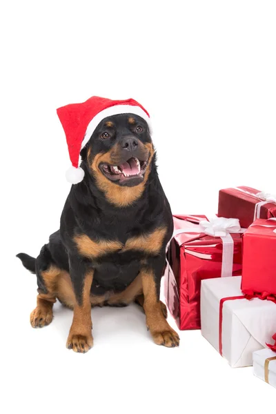 Christmas rottweiler Stock Photos, Royalty Free Christmas rottweiler ...