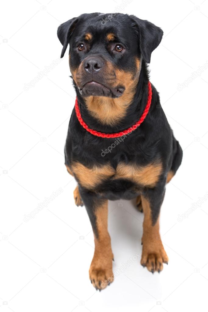 Are Red Rottweilers Purebred