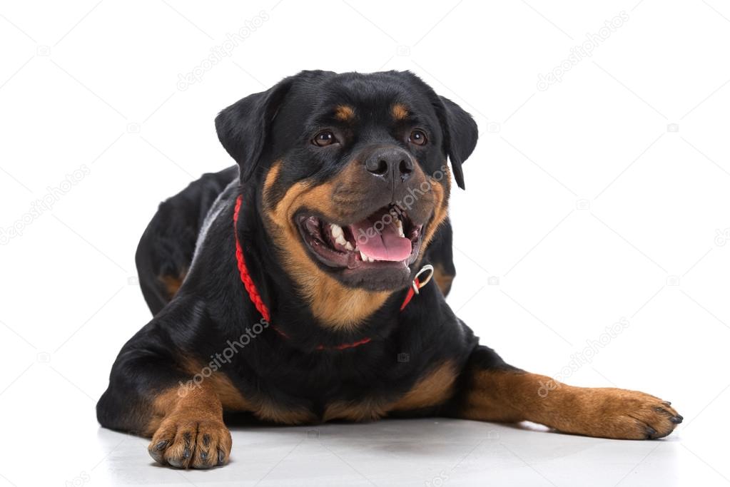 Are Red Rottweilers Purebred