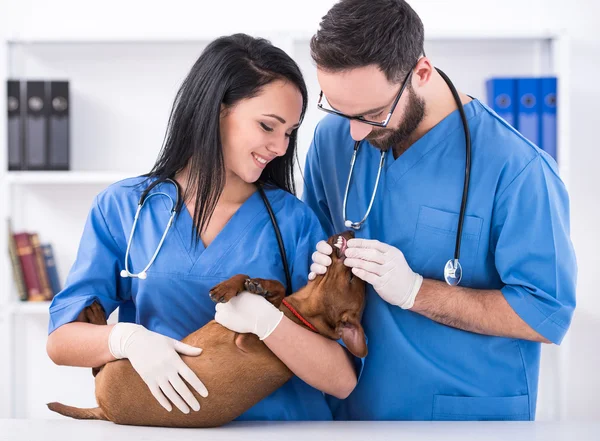 Veterinary career Stock Photos, Royalty Free Veterinary career Images ...