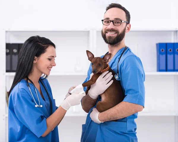 Veterinario Stock Photos, Royalty Free Veterinario Images | Depositphotos