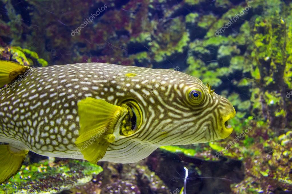 Pufferfish close up view in an aquarium — Stock Photo © motoguru #82410462