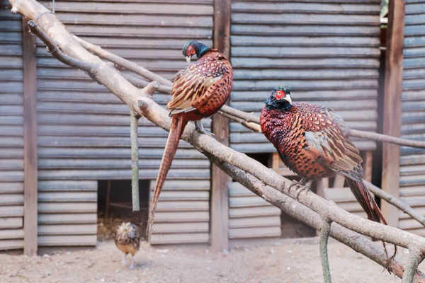 Male and female pheasant fotos de stock, imágenes de Male and female ...