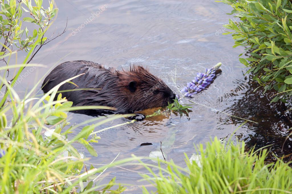 Perfil de primer plano del castor comiendo flores de lirio en el agua ...