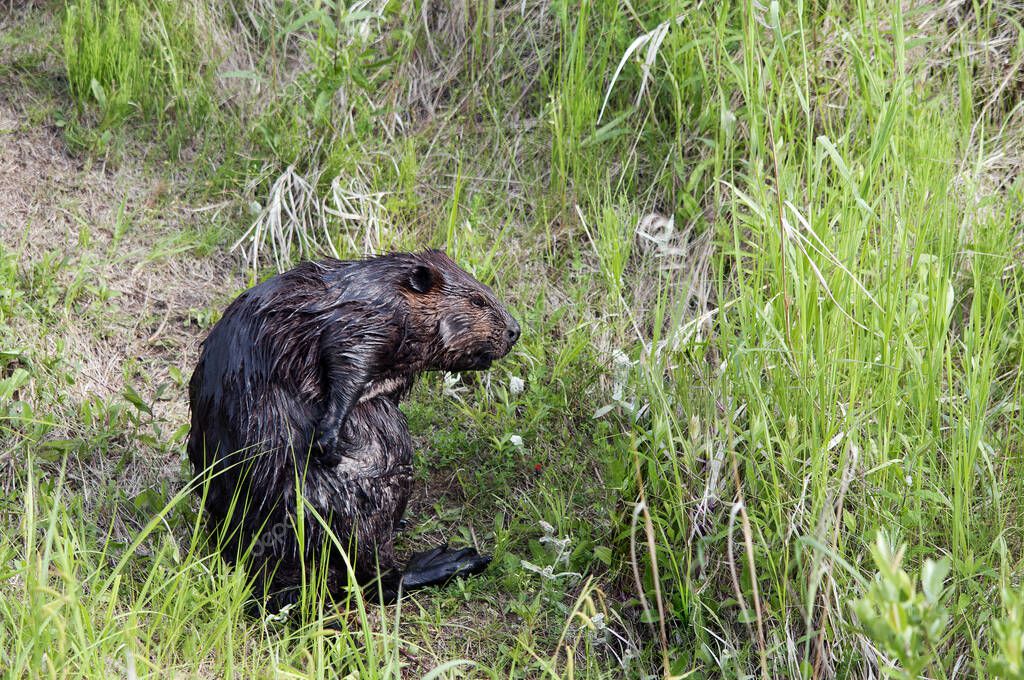 Vista del perfil del castor de cerca en el sendero del bosque con ...