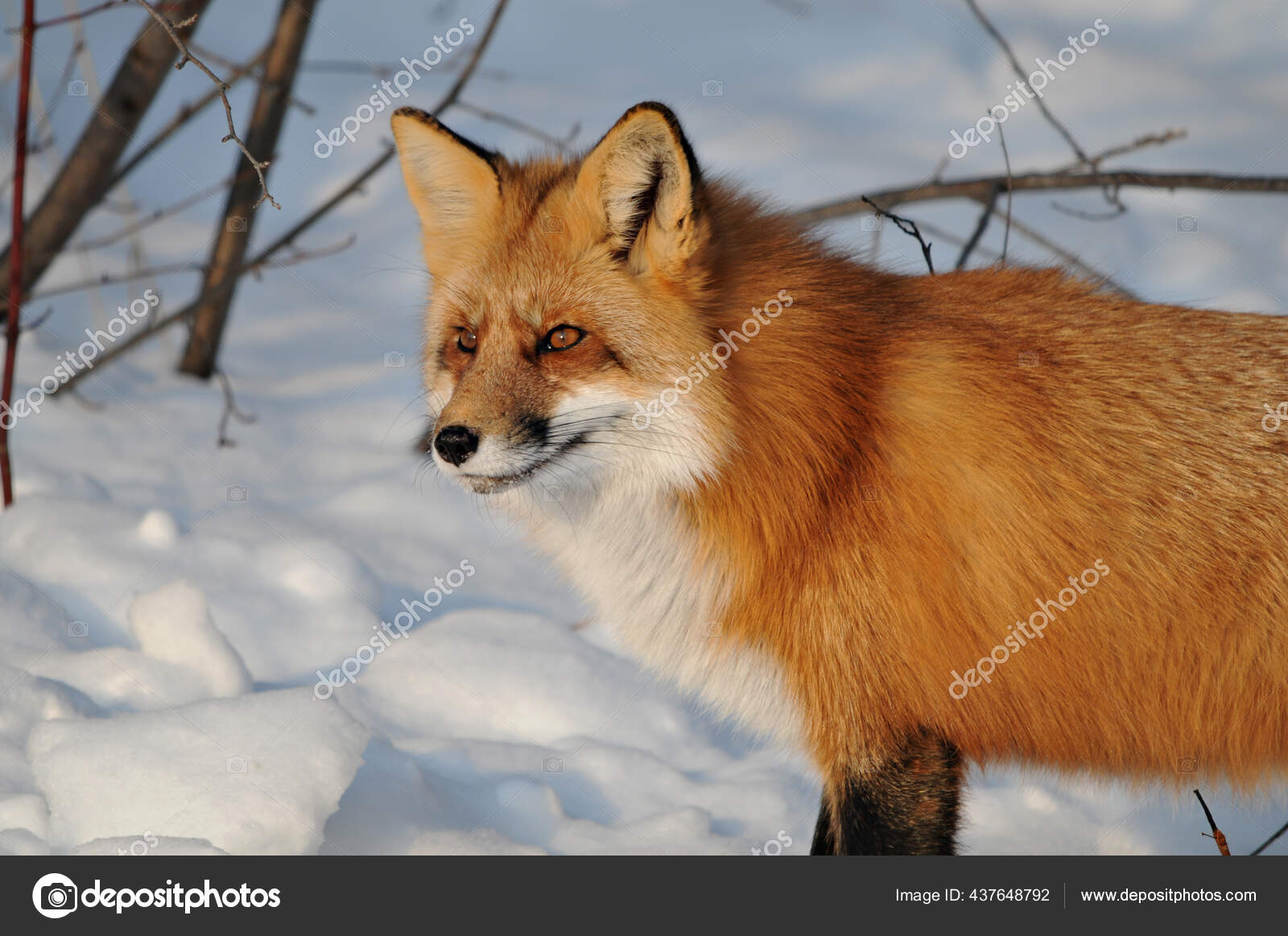 Red Fox Head Shot Close Profile View Looking Left Side Stock Photo by ...