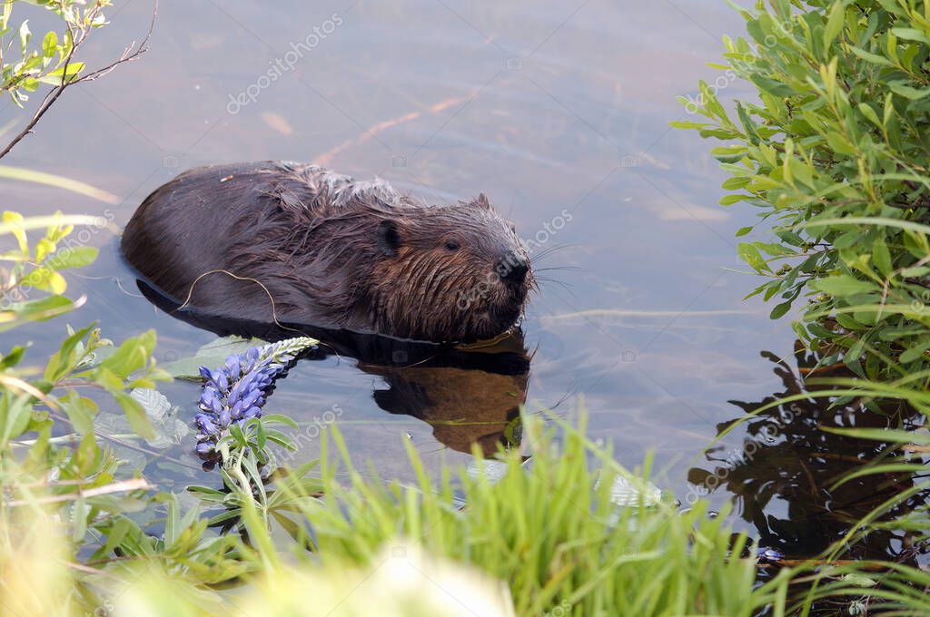 Perfil de primer plano del castor comiendo flores de altramuz en el ...