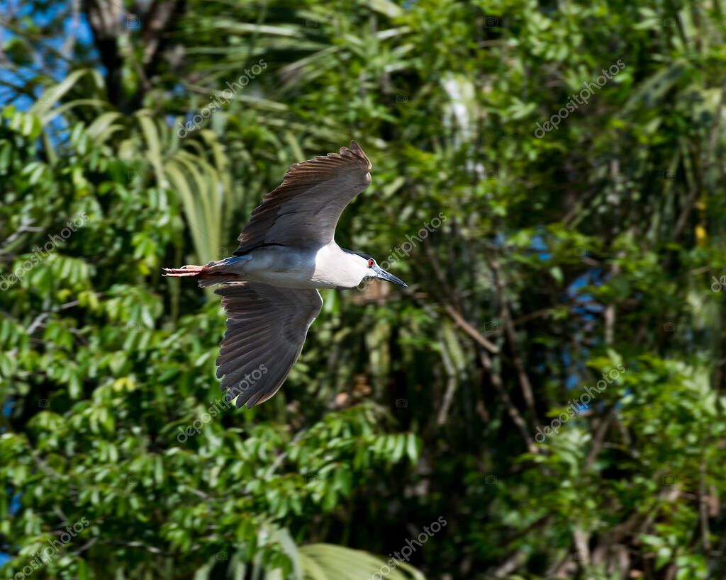 Garza Negra coronada que vuela con alas extendidas y fondo de follaje ...