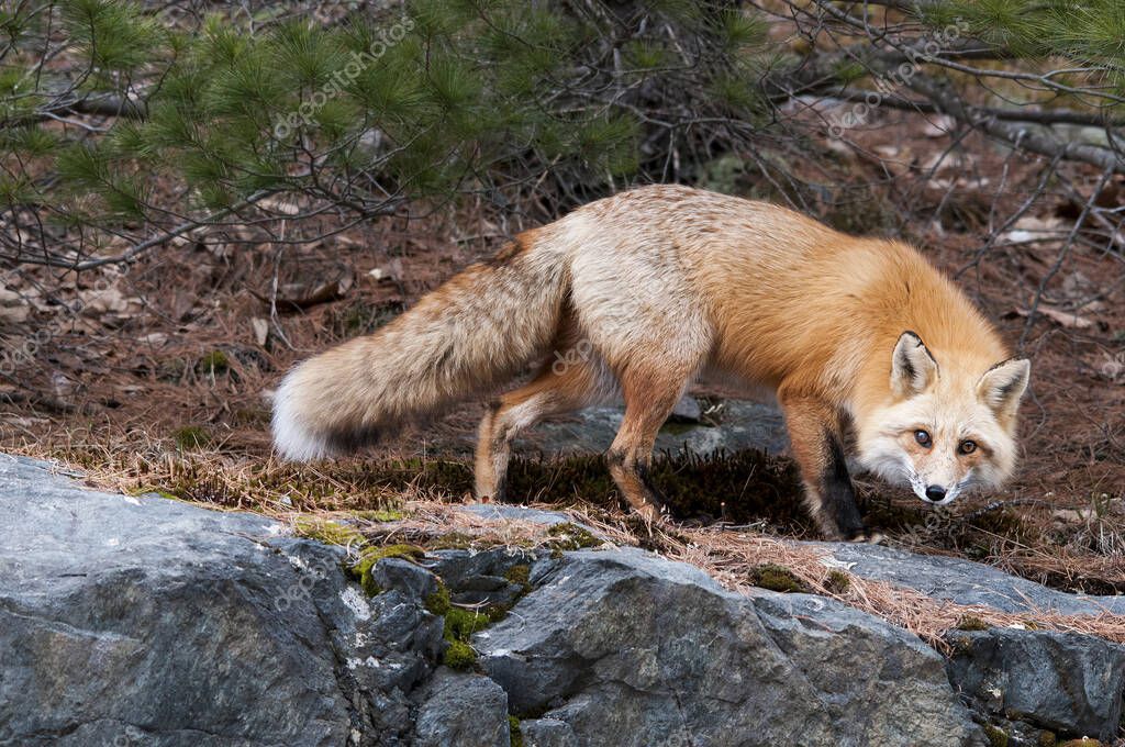 Red Fox vista de primer plano del perfil en el bosque en su hábitat y ...