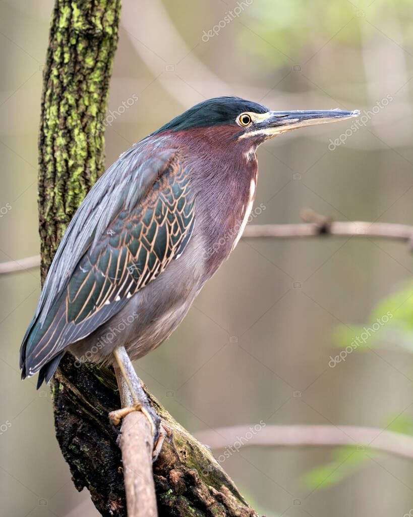 Garza Verde encaramada en una rama que muestra plumas verdes azules ...