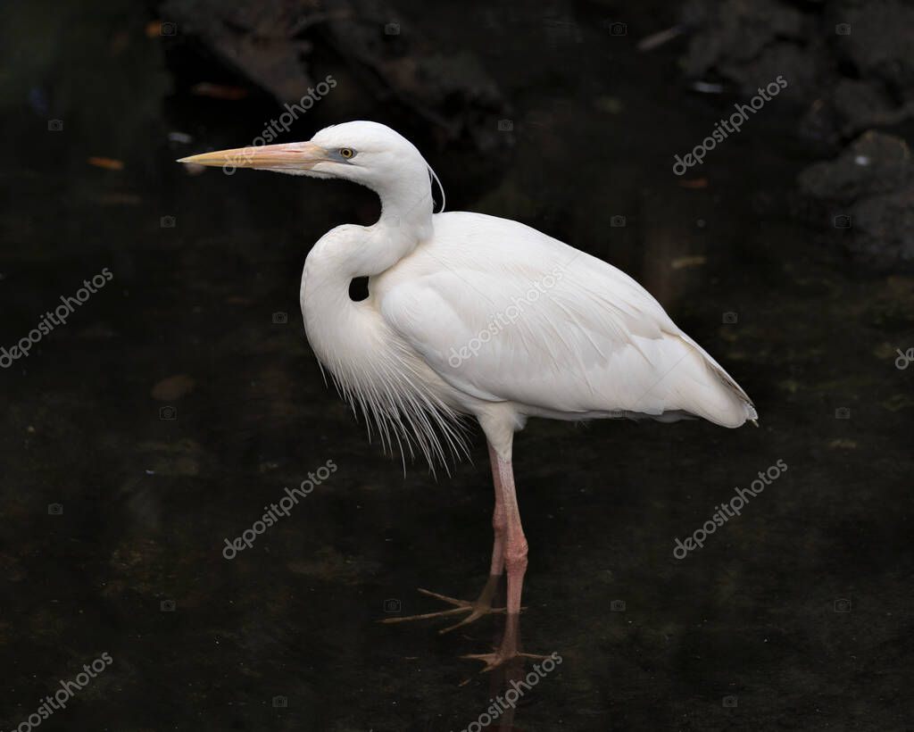 Garza Blanca vista de primer plano del perfil en el agua que muestra ...