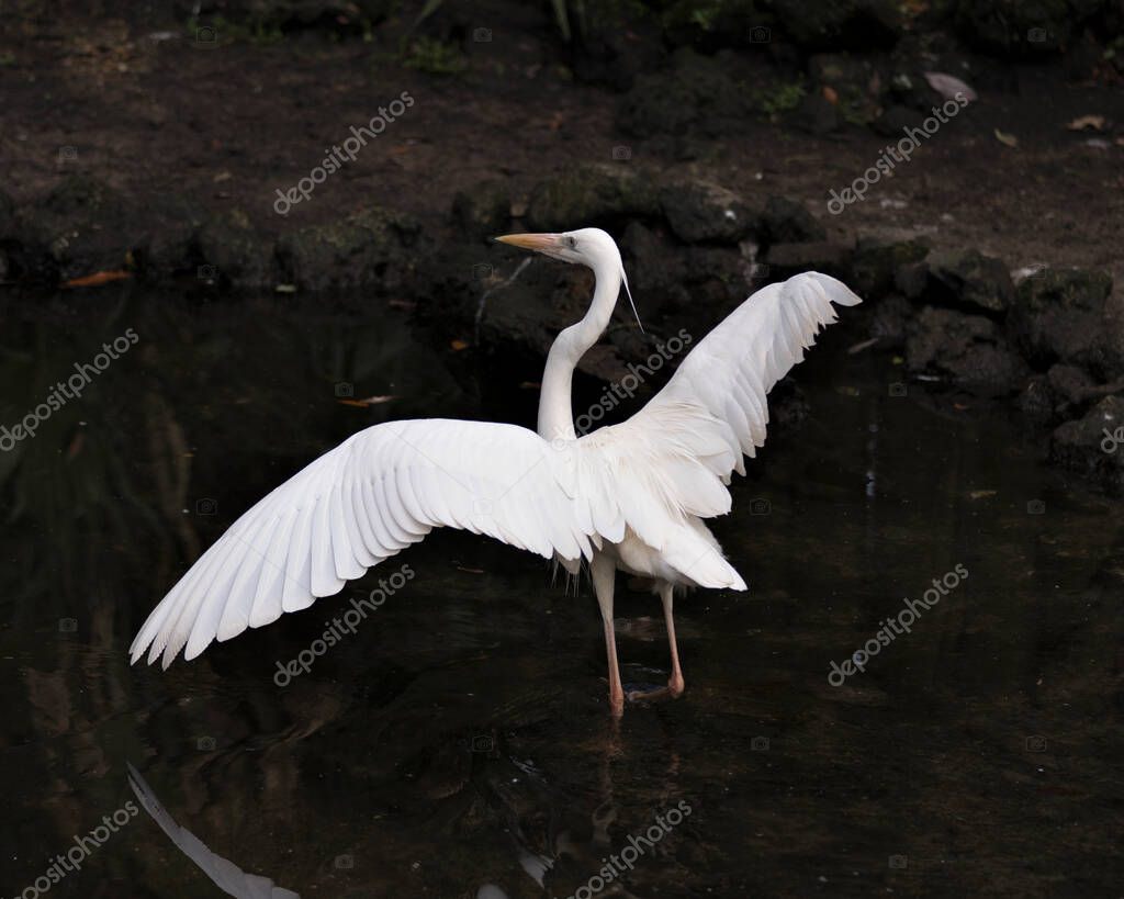 Garza Blanca vista de primer plano del perfil en el agua con alas ...