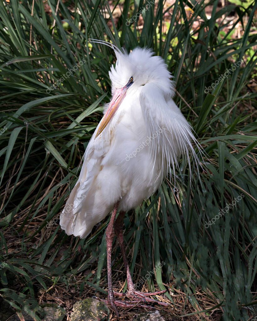 Garza Blanca de pie sobre ramas y exponiendo plumaje de plumas blancas ...