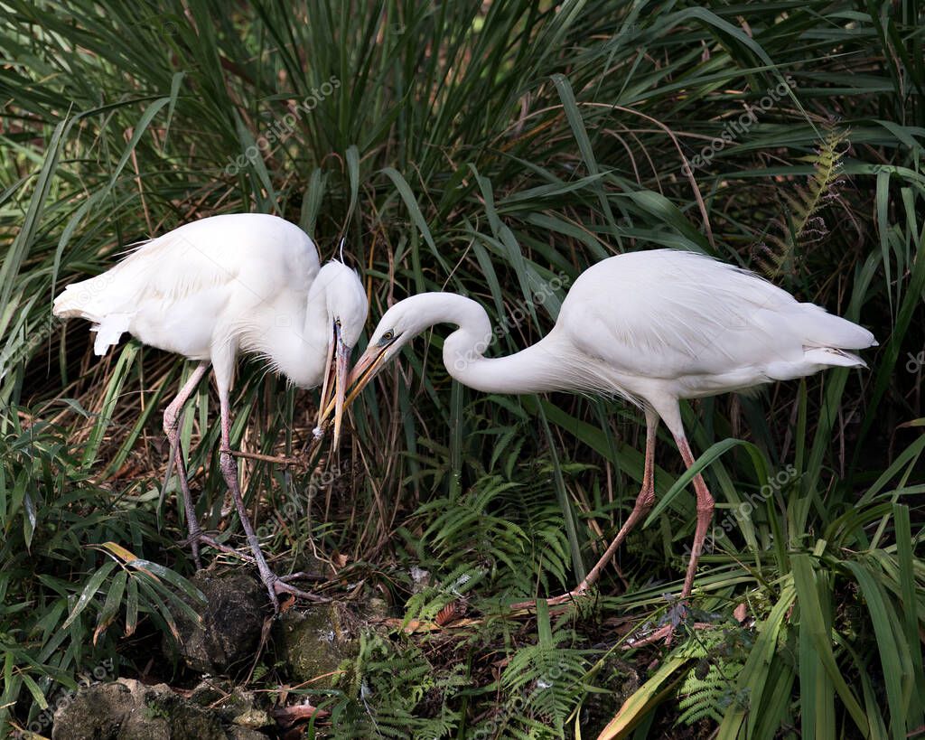 Las aves Garza Blanca ven de cerca el perfil interactuando unas con ...