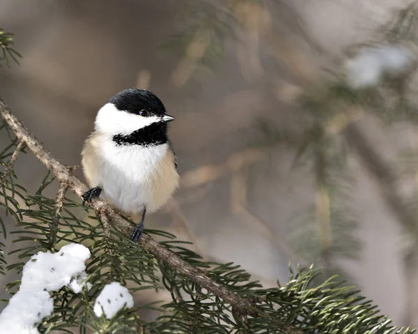 Mountain chickadee bird Stock Photos, Royalty Free Mountain chickadee ...