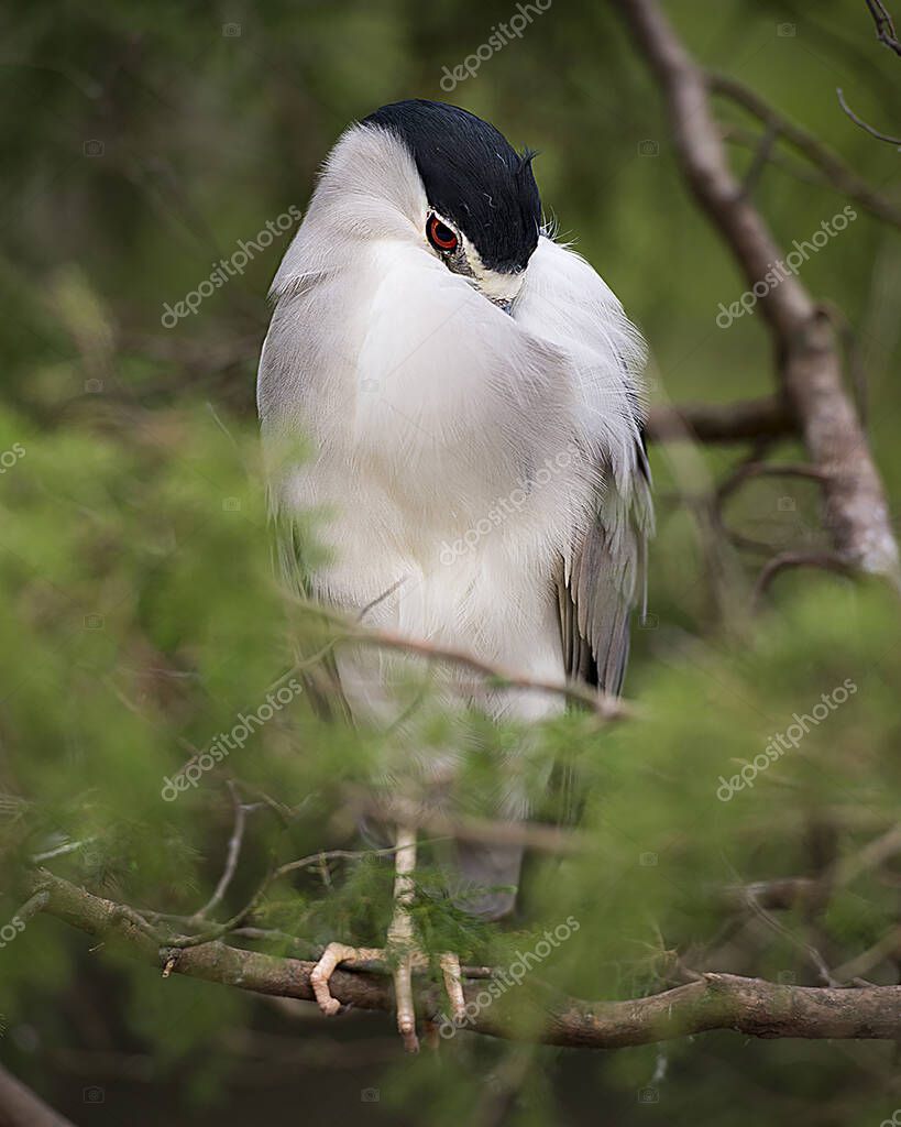 Garza Negra encaramada en una rama mientras expone su cuerpo, cabeza ...