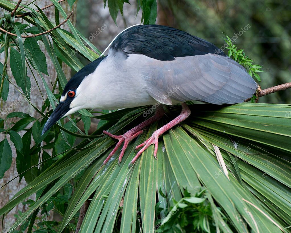 Pájaro Garza Negra encaramado en el follaje, mostrando plumaje de ...