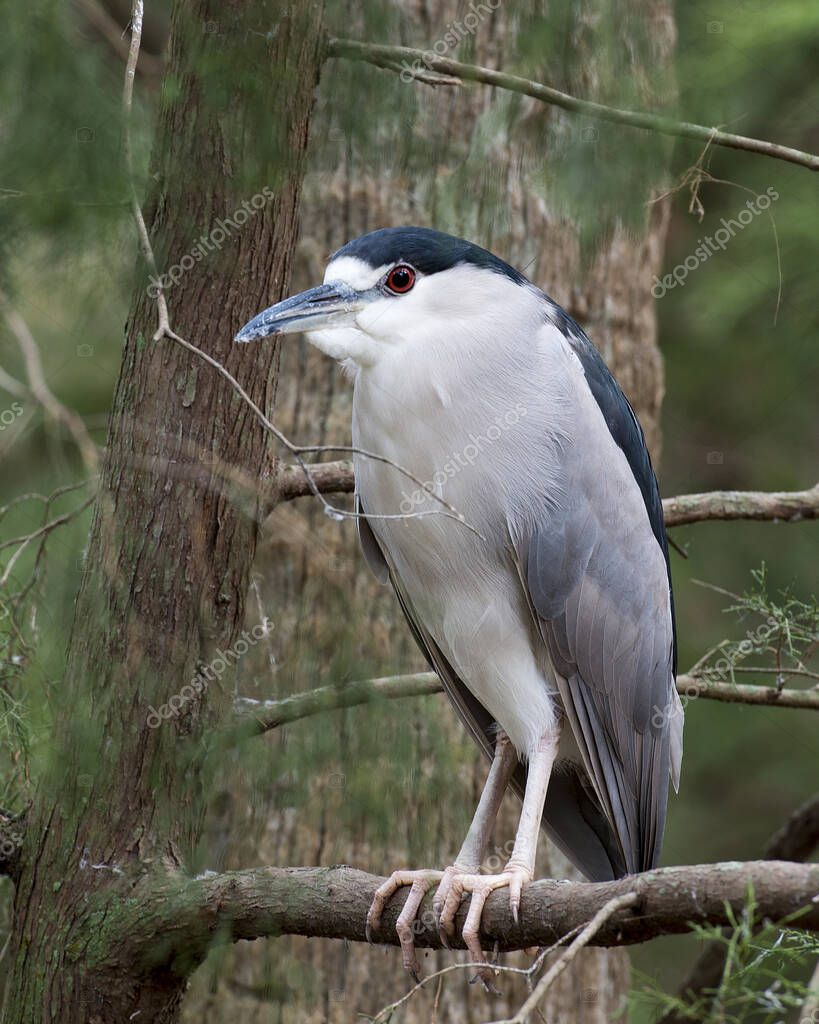 Garza Negra coronada encaramada con un fondo follaje en su entorno y ...