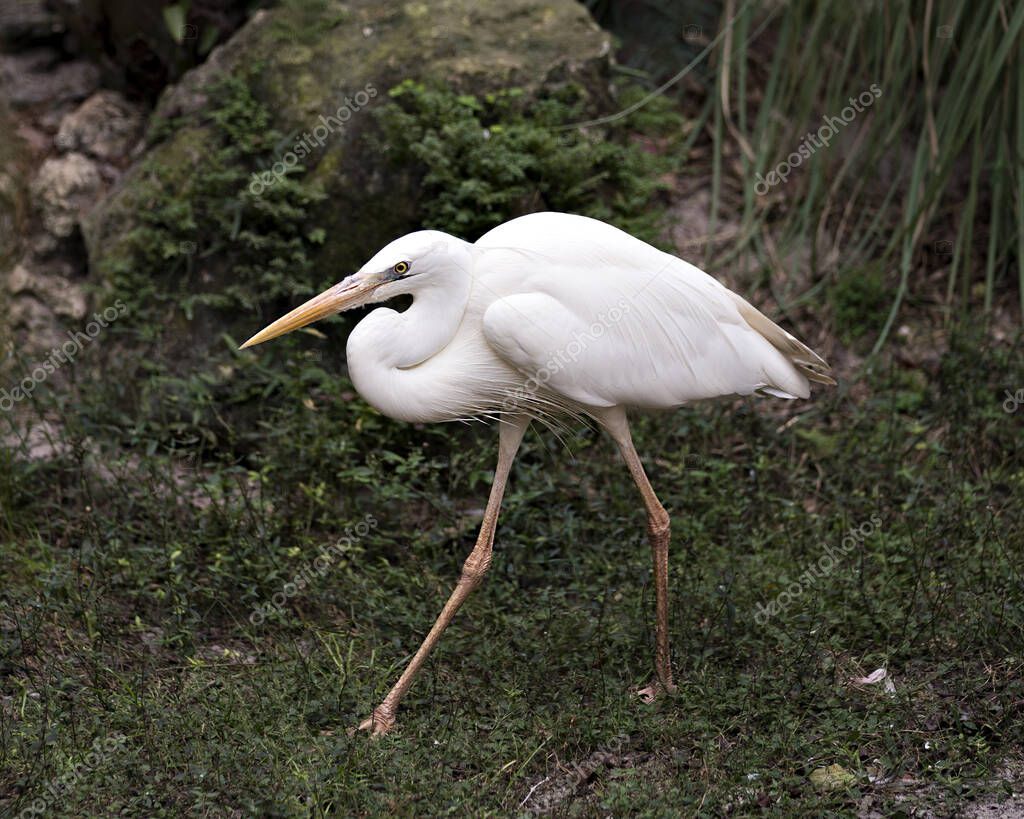 Garza Blanca en el suelo mostrando hermosas plumas de color blanco ...