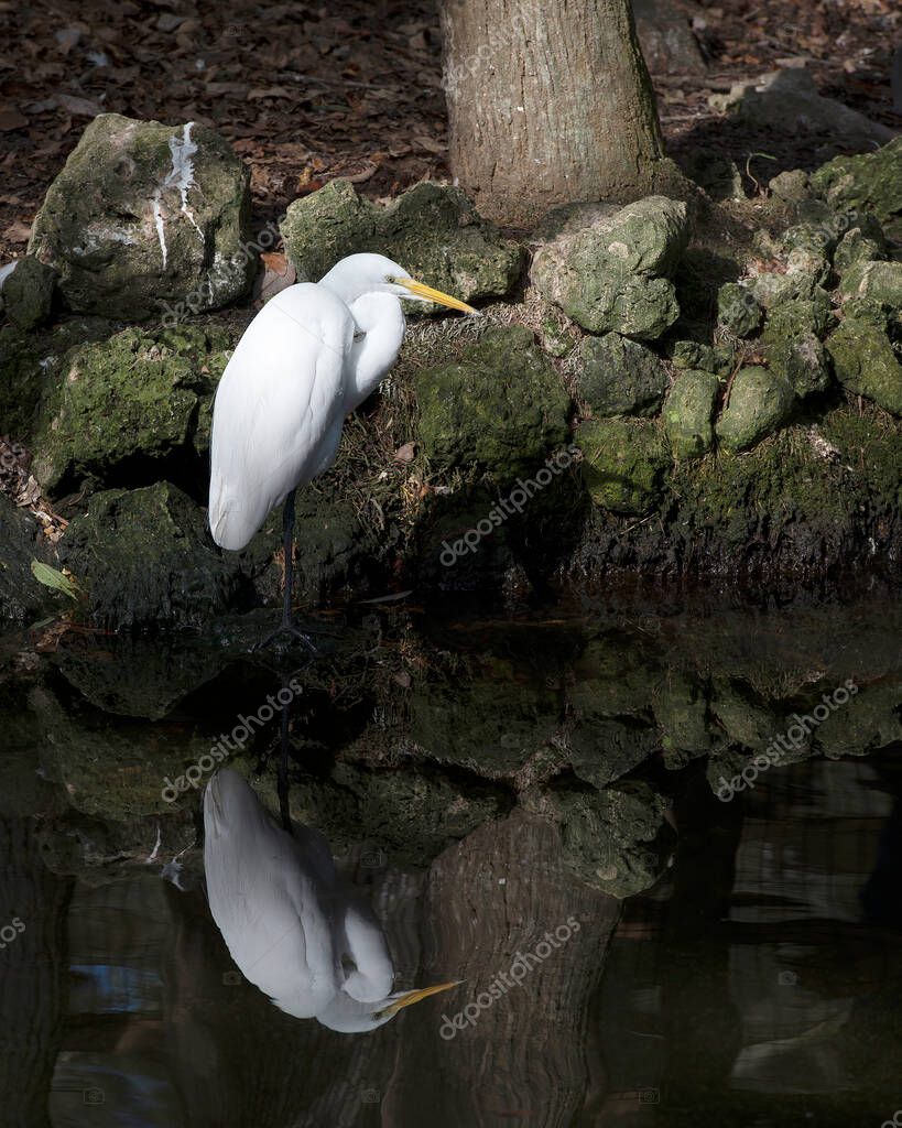 Great White Egret en el agua con un reflejo mientras expone su cuerpo ...