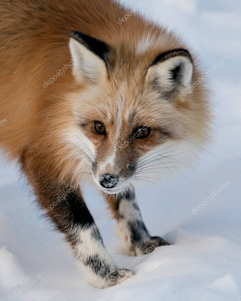 Red fox head shot close-up profile view in the winter season in its ...