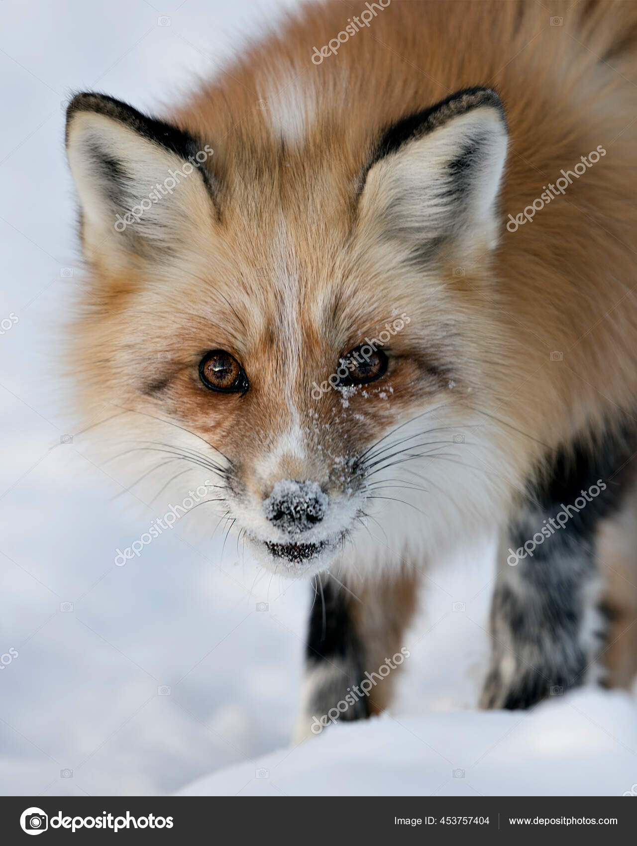 Red Fox Head Shot Close Profile View Winter Season Its Stock Photo by ...
