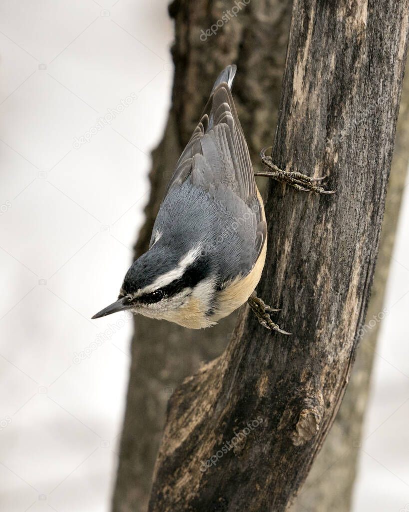 Nuthatch vista de primer plano del perfil escalando en un tronco de ...