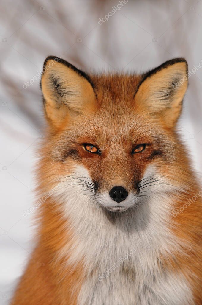 Red Fox head shot close-up profile view with blur background in the ...