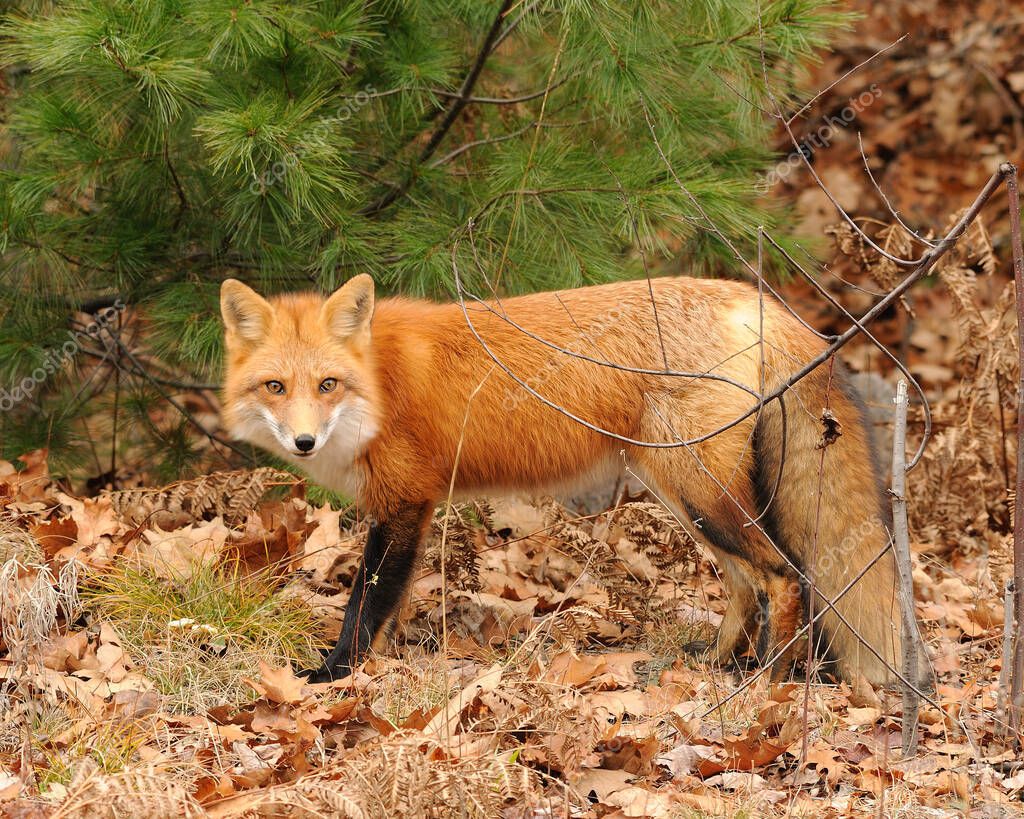 Zorro Rojo en el bosque mirando a la c mara que muestra la cola espesa ...