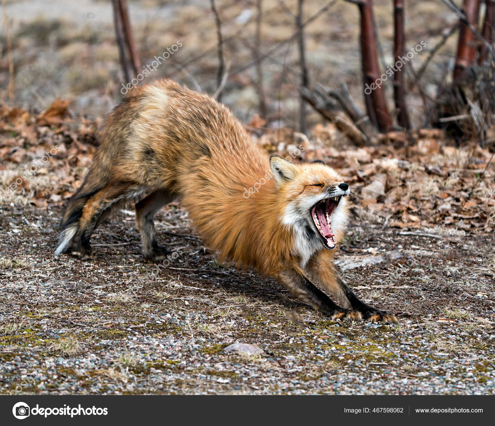 Red Fox Yawning Stretching Its Body Spring Season Displaying Teeth ...