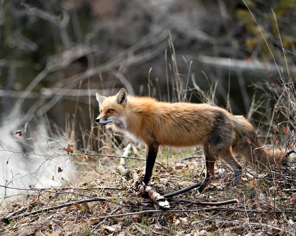 Red fox wetland Stock Photos, Royalty Free Red fox wetland Images ...