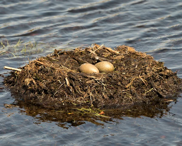 Loon eggs Stock Photos, Royalty Free Loon eggs Images | Depositphotos