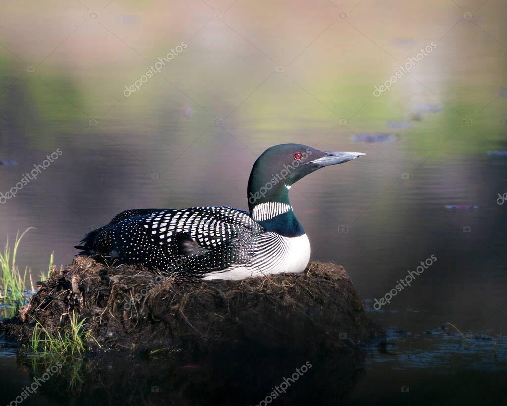 Loon anida en su nido con hierbas pantanosas, barro y agua en su ...