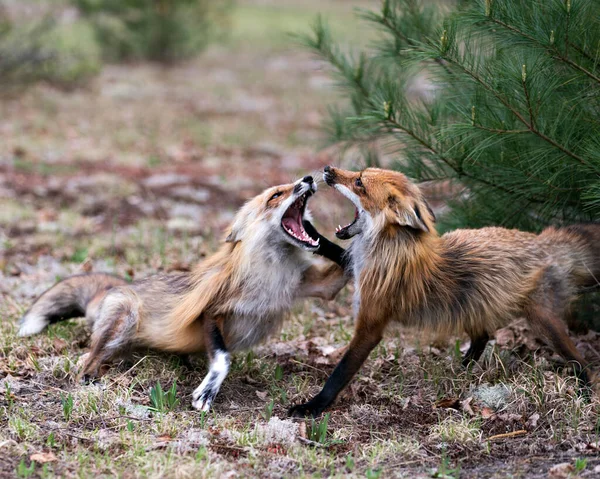 Fox Fighting Wolf