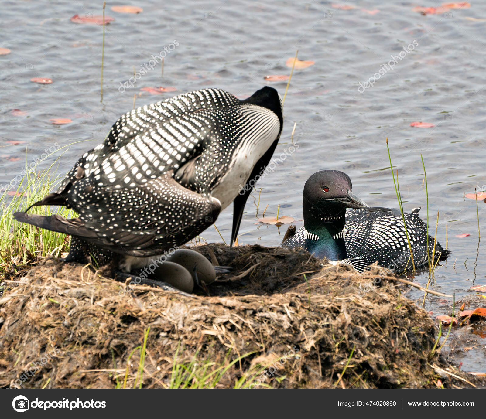 Loon Couple Nesting Guarding Nest Brood Eggs Lake Shore Environment ...