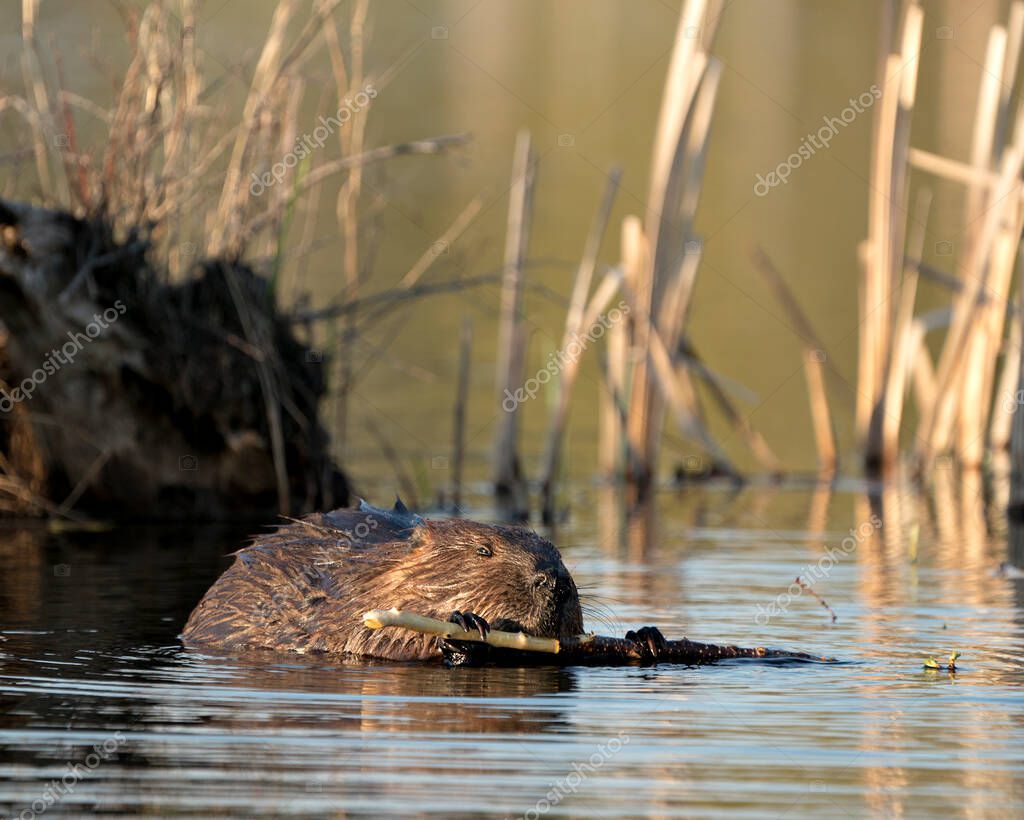 Vista del perfil del castor de cerca comiendo corteza de árbol de ...