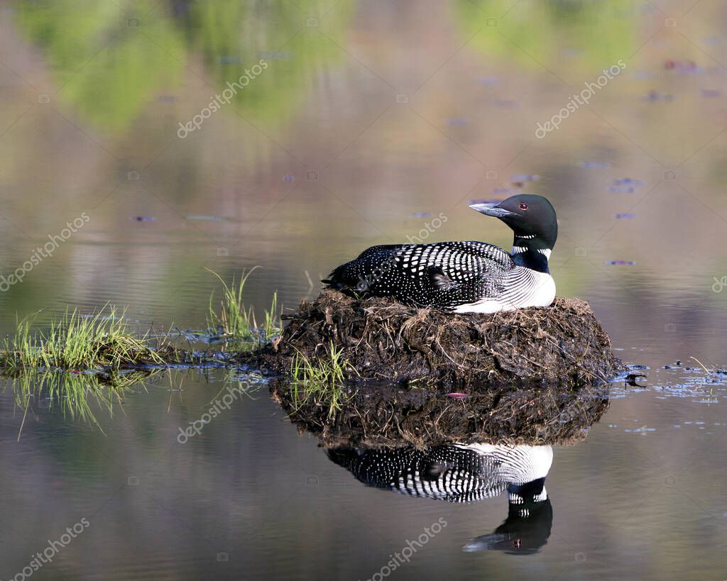 Loon anida en su nido con hierbas pantanosas, barro y agua en su ...