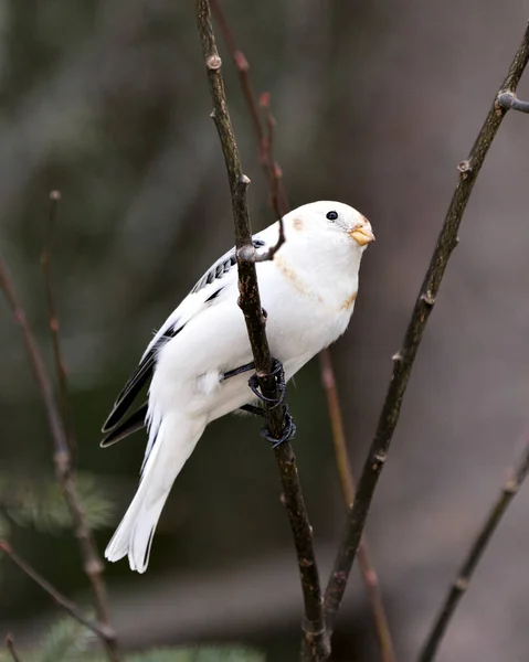 Albino finch fotos de stock, imágenes de Albino finch sin royalties ...