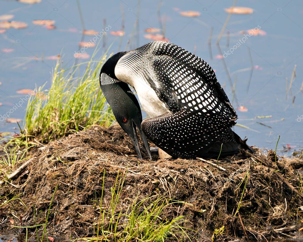Vista de cerca de Common Loon anidando en su nido y convirtiendo huevos ...