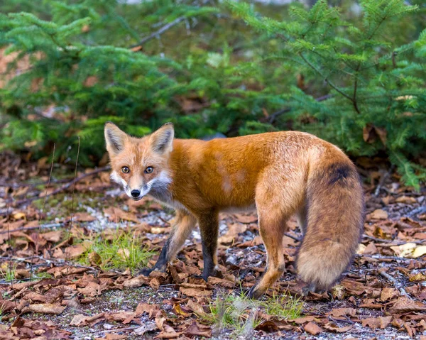 Fox in forest Stock Photos, Royalty Free Fox in forest Images ...