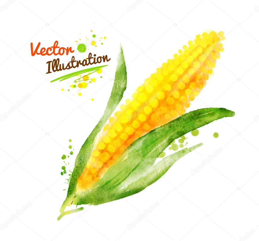 Watercolor corn with paint splashes — Stock Vector © Sonya_illustration ...