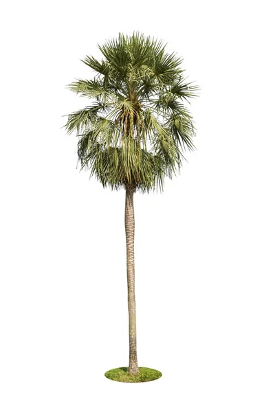 toddy palm tree — Stock Photo © thawats #43188823