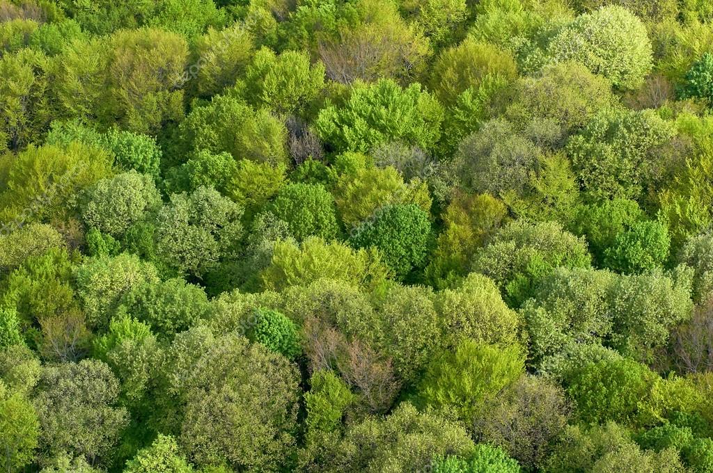 Forest seamless pattern — Stock Photo #54140929