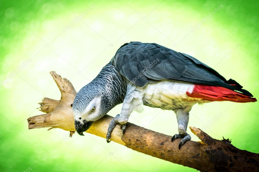 Loro gris africano (Psittacus-erithacus) 2025