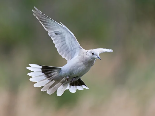 Eurasian collared dove (Streptopelia decaocto) - Stock Image - Everypixel
