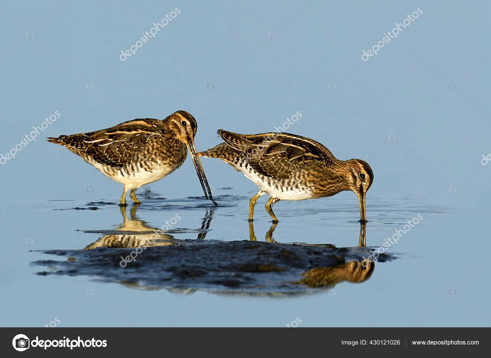 Common Snipe Habitat