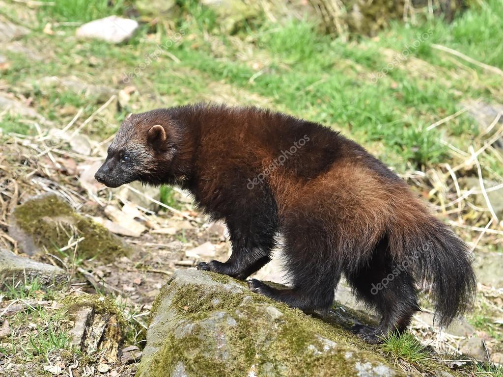 Wolverine (gulo gulo) Stock Photo by ©DennisJacobsen 70145415