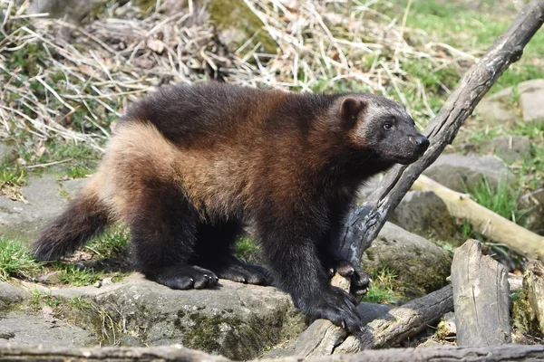 Wolverine Stock Photos, Royalty Free Wolverine Images | Depositphotos